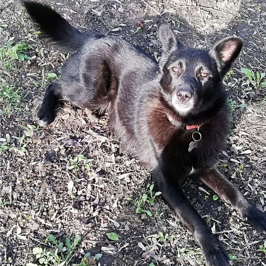 Небольшая собака в добрые руки