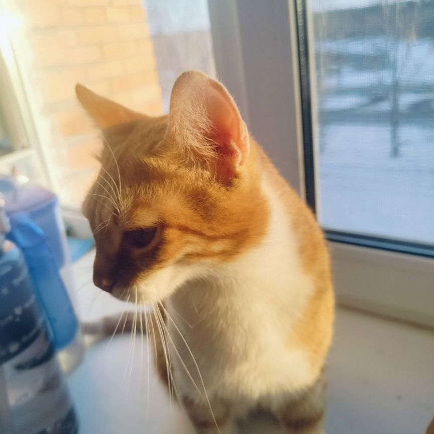 Рыжий кот