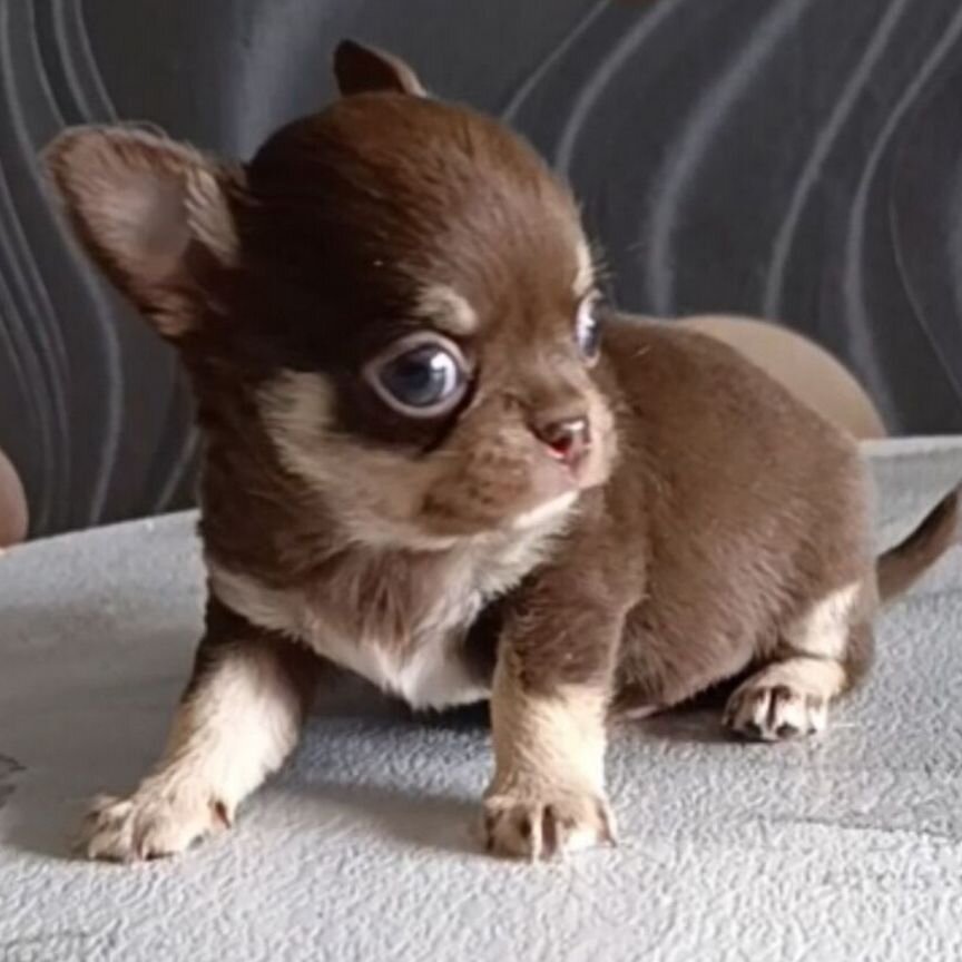 Чихуахуа, щенок