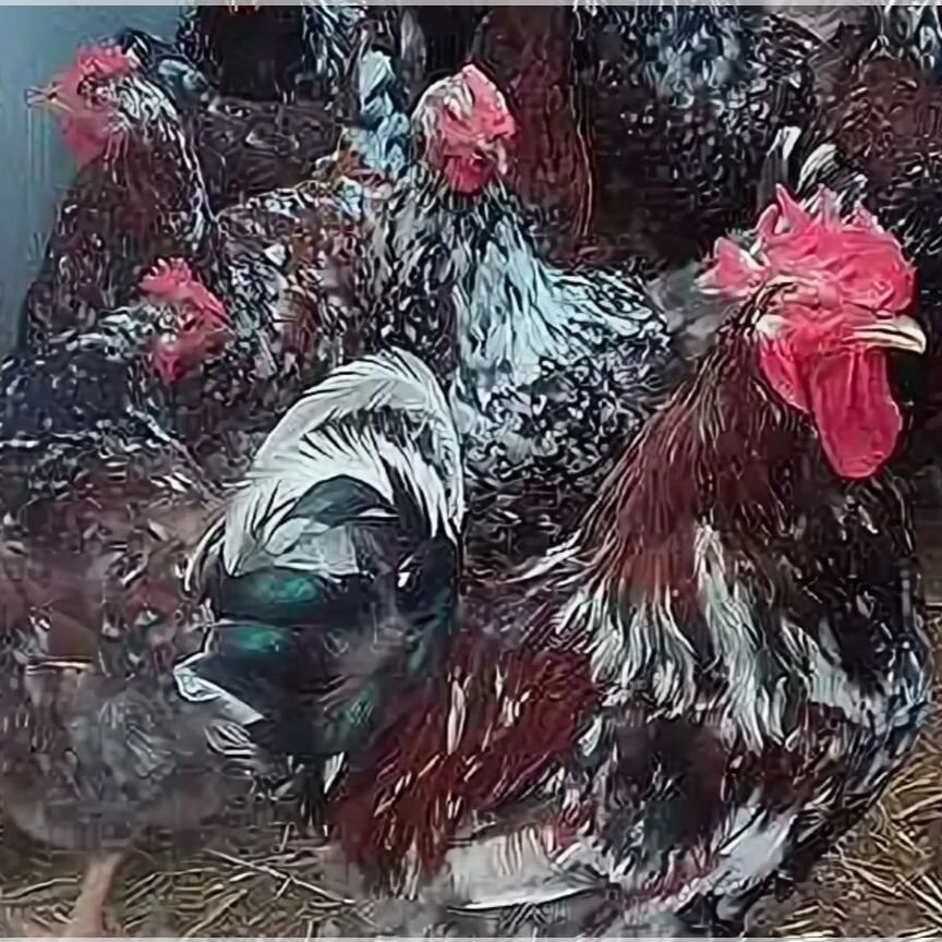 Семья кур Ливенские