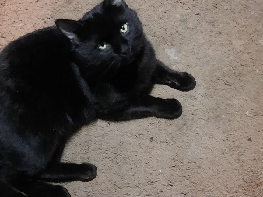 Кот Васенька