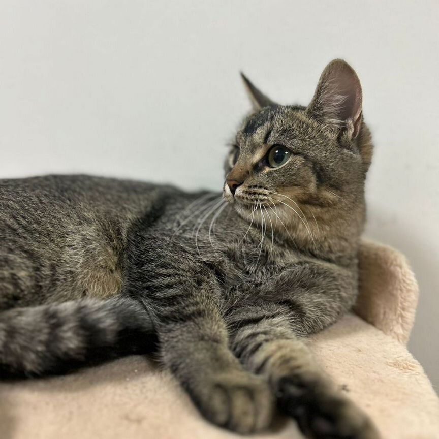 Котик Кузя ждет семью