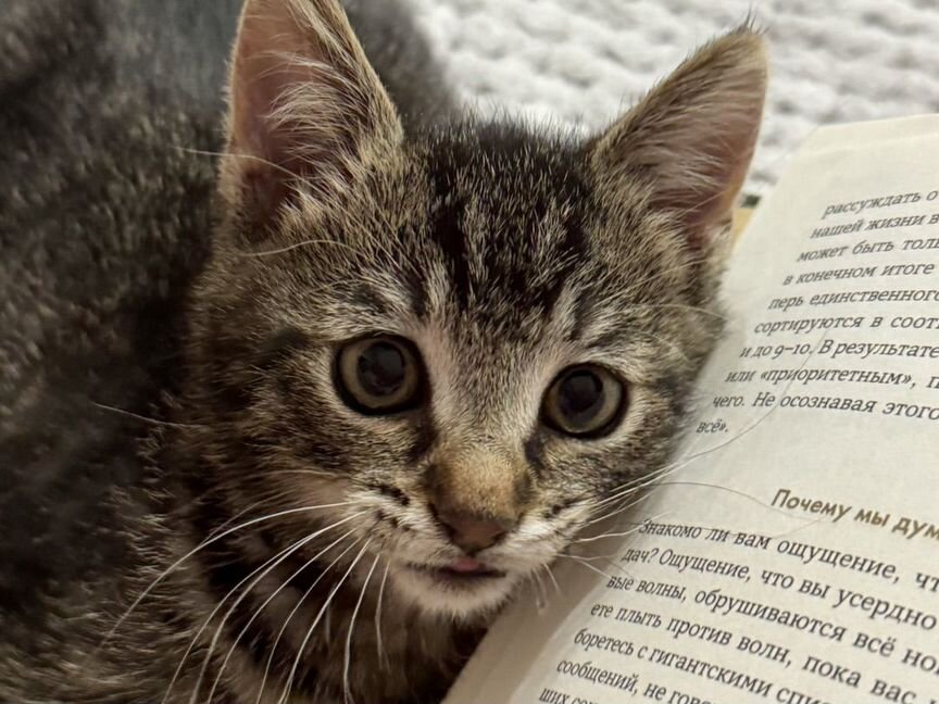 Отдам бесплатно кота