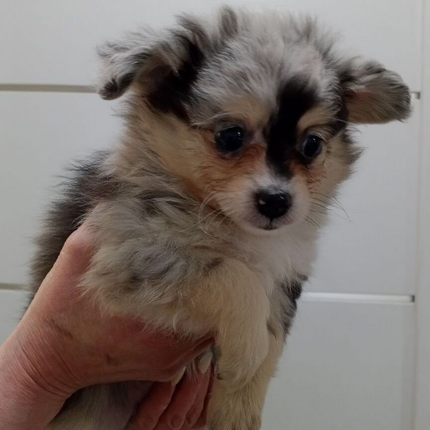 Немецкий шпиц, щенок