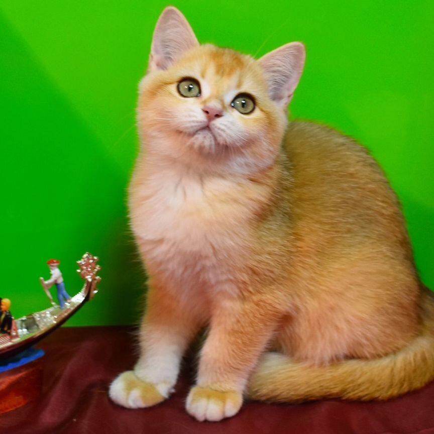 Золотая очаровашка британской породы ny 12