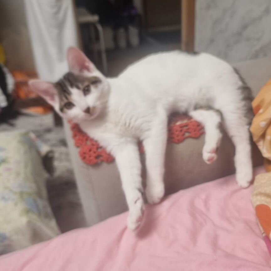 Котёнок в добрые руки