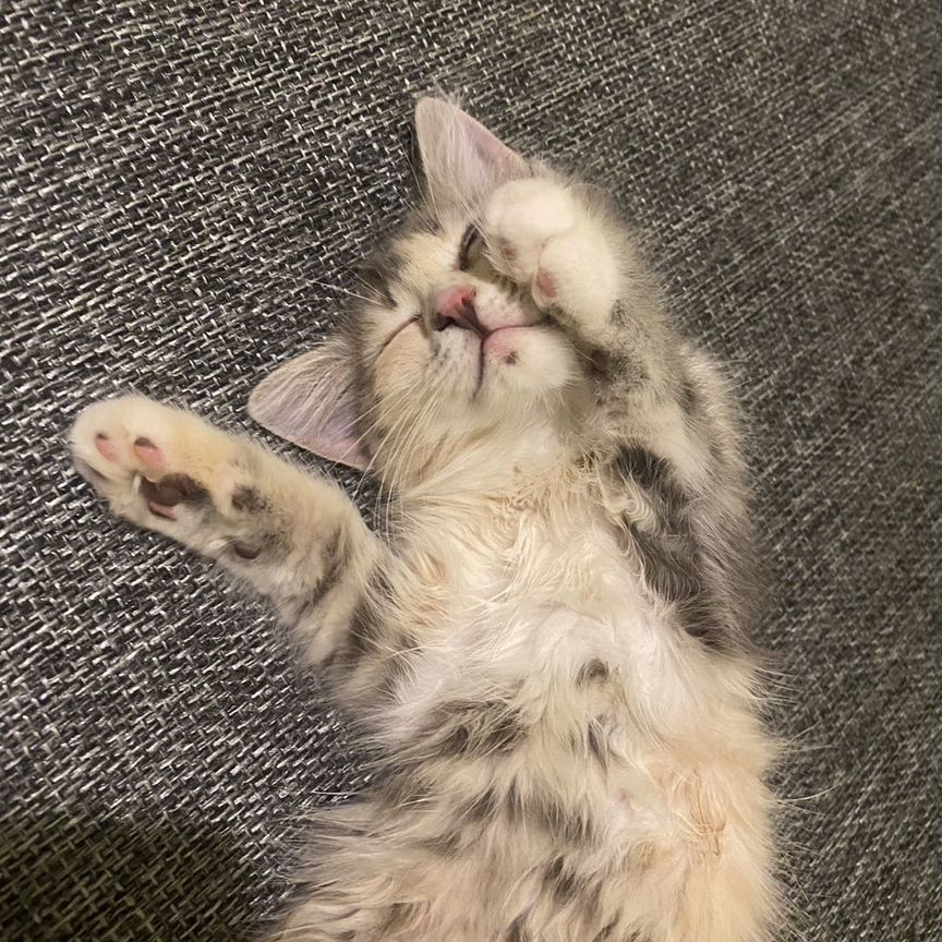 Кошка в добрые руки