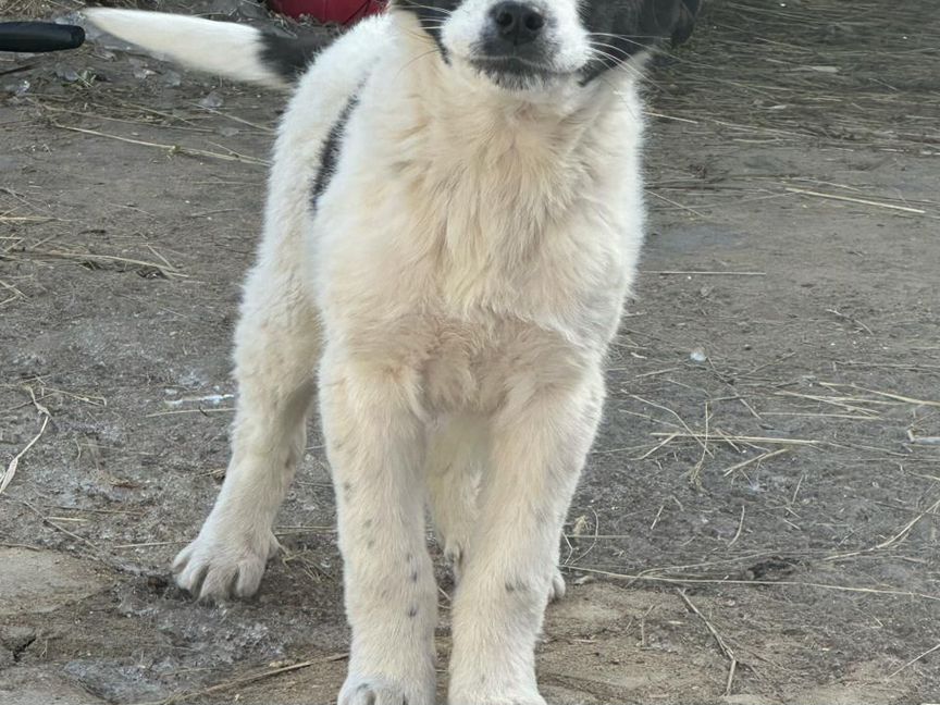 Метис Московская сторожевая