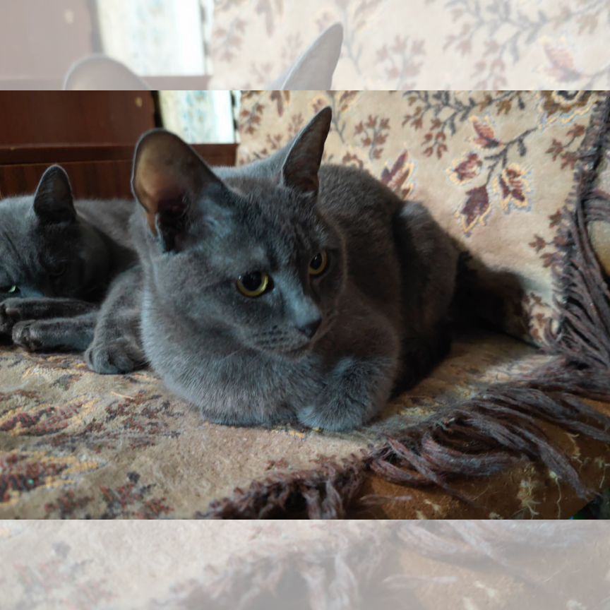 Отдам котика и кошечку близнецов в добрые руки