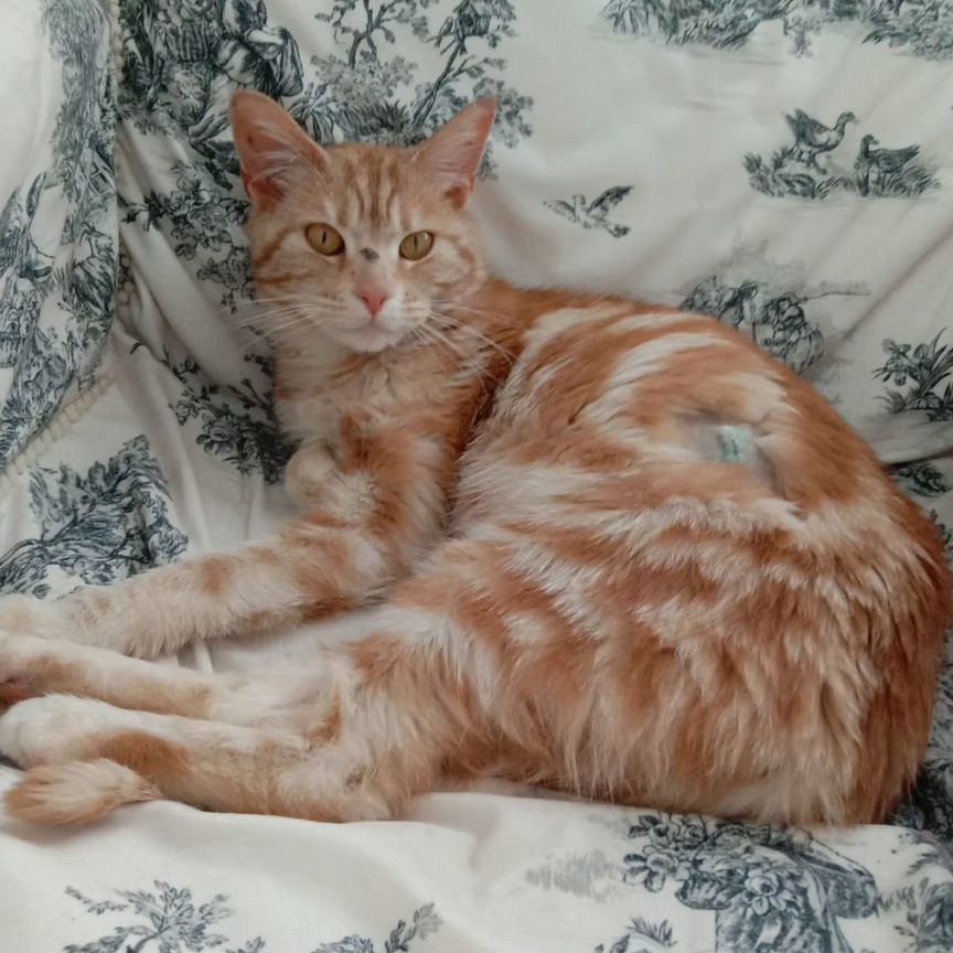 Ищем дом шикарной кошке