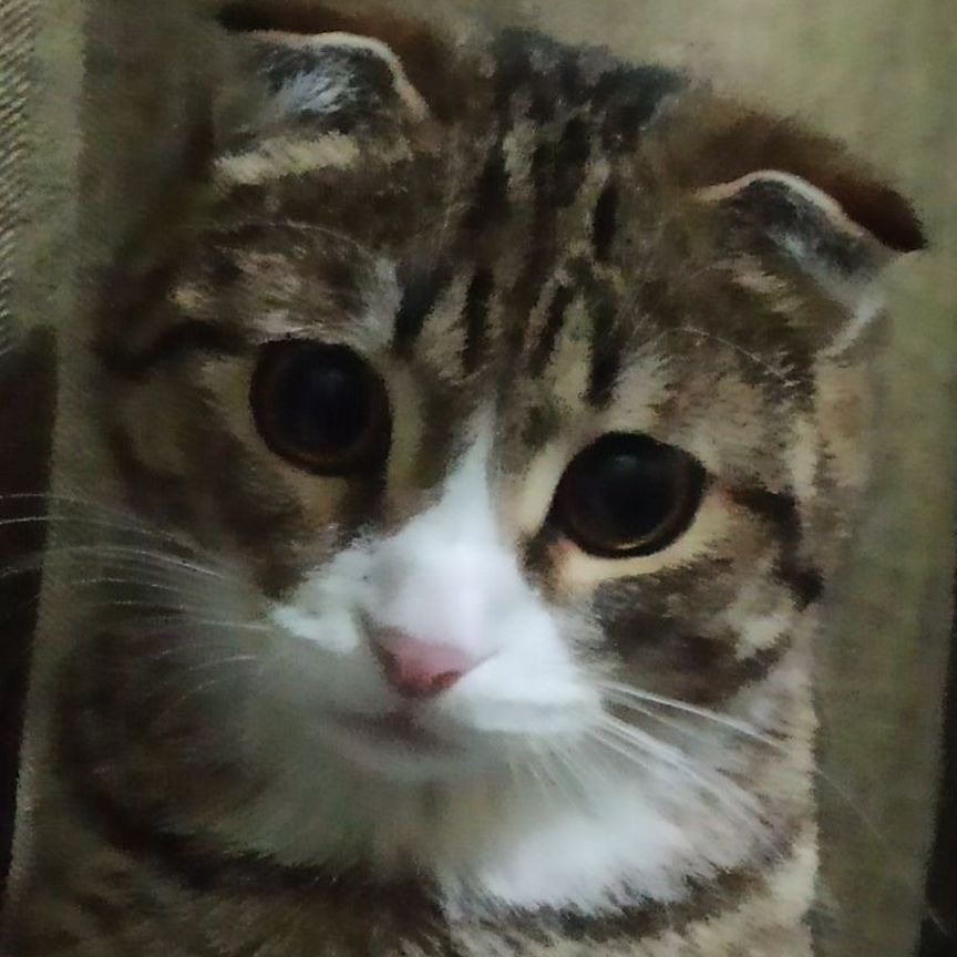 Шотландская вислоухая короткошёрстная, взрослая кошка