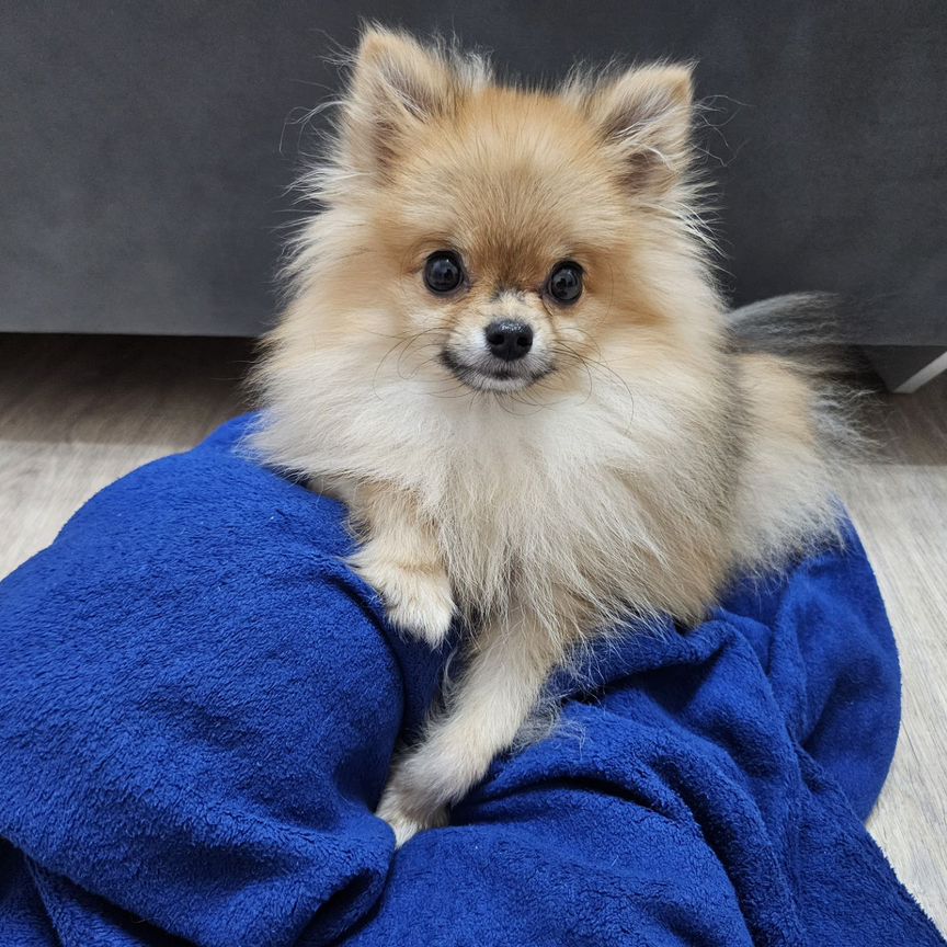 Малый немецкий шпиц оранжевый соболь