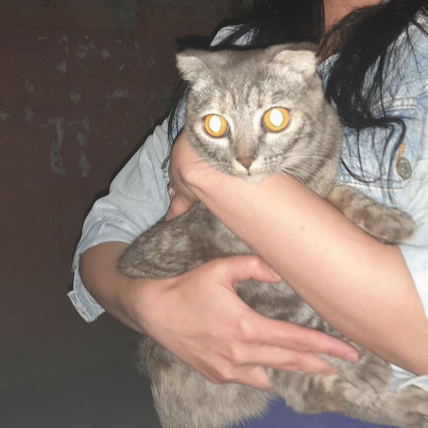 Бросили висл британку с маститом