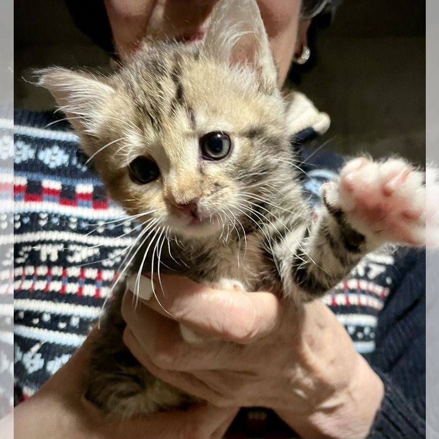 Котёнок в добрые руки