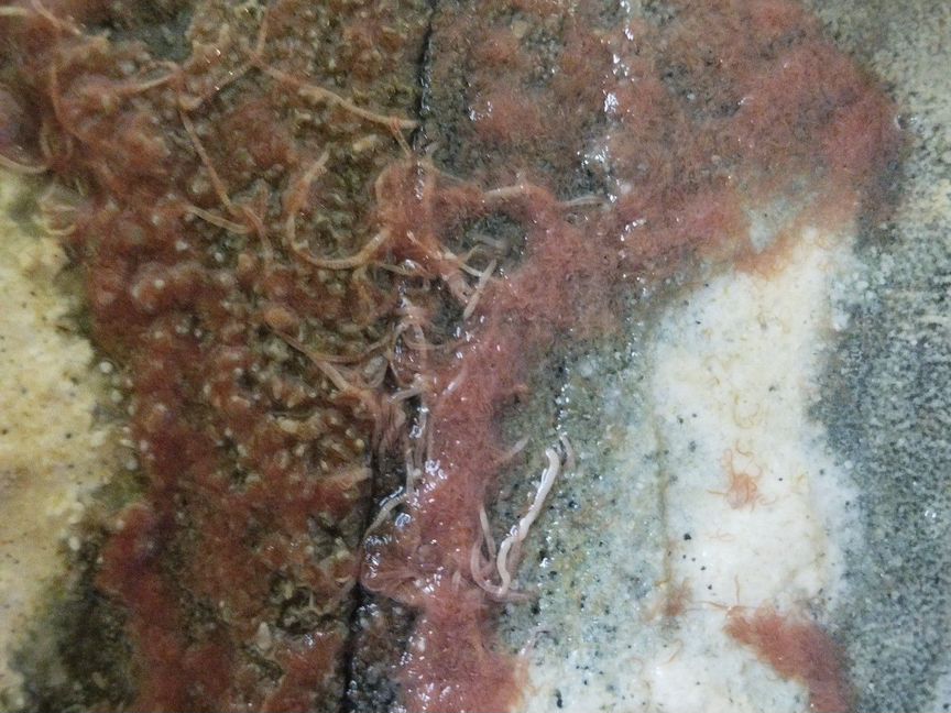 Корм для аквариумных рыбок