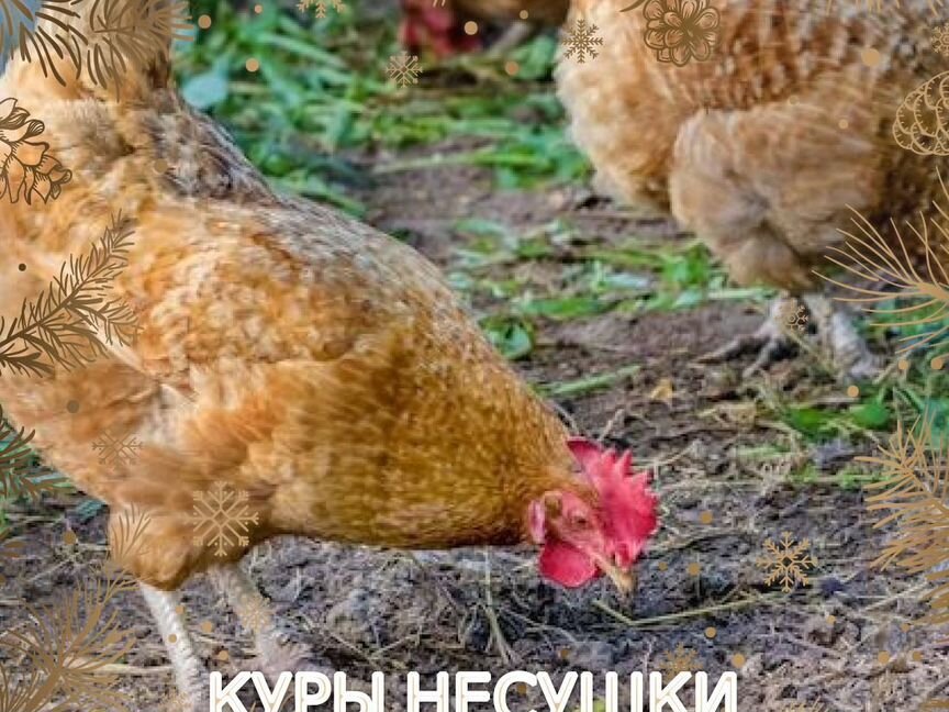 Куры фермерские