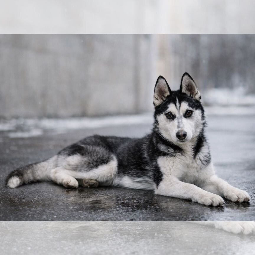 Сибирский хаски, щенок