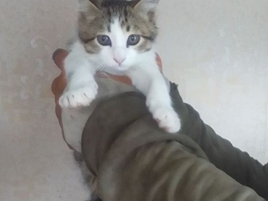 Кошенок в дар