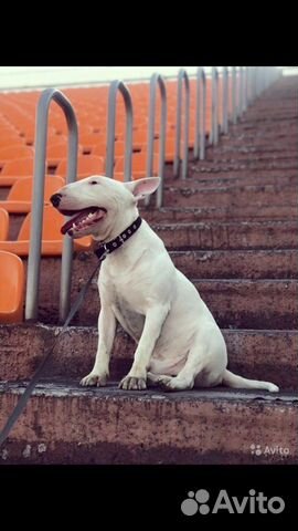 Бультерьер