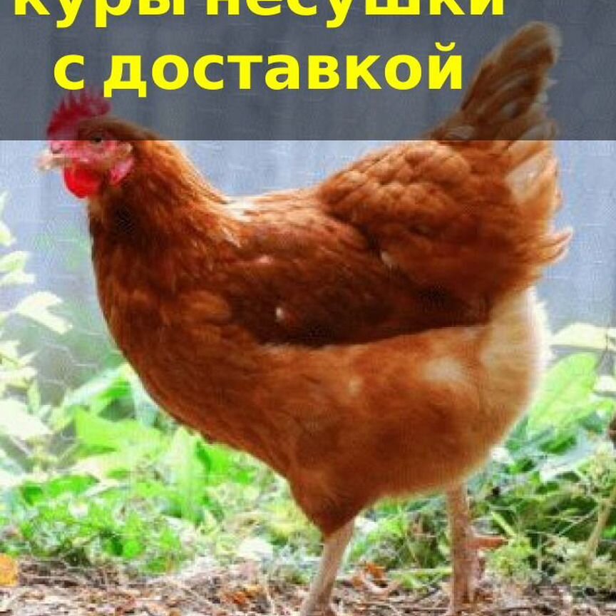 Куры несушки подрощенные с доставкой