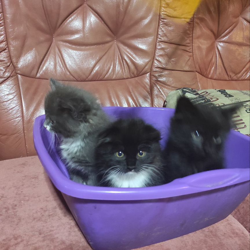 Котята