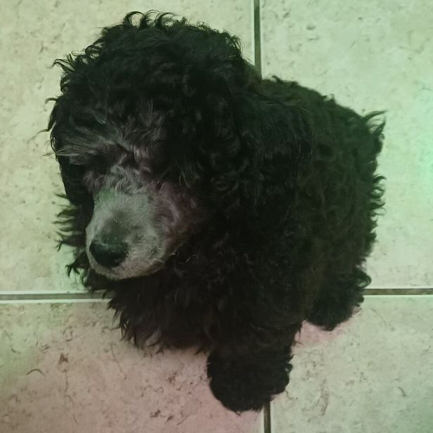 Карликовый пудель, щенок