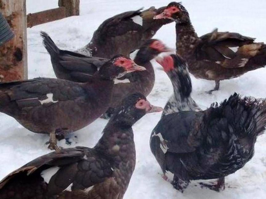 Утки живым весом красные и чёрные