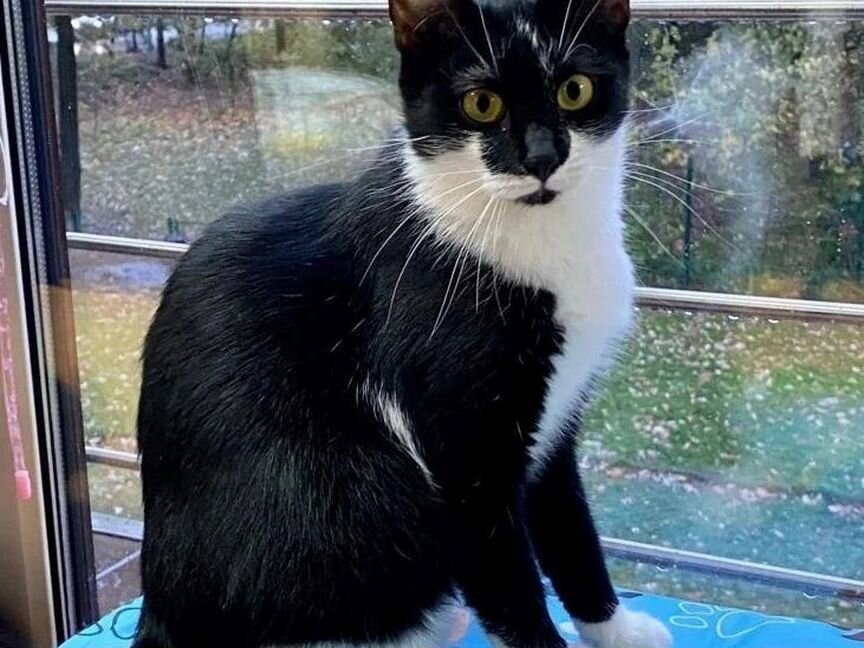 Провожает людей взглядом