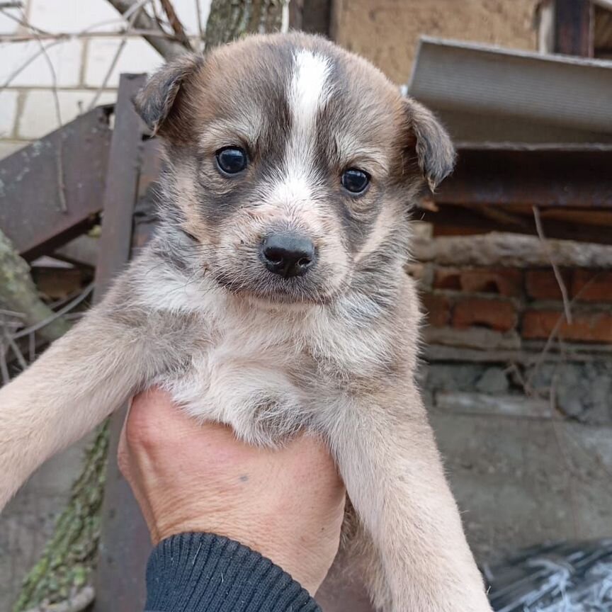 Щенок в добрые руки