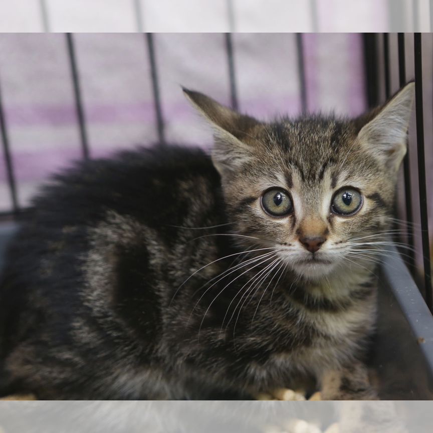 Котенок 2,5 месяца спасен с улицы мальчик