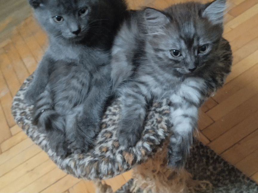 Отдам котят в хорошие руки