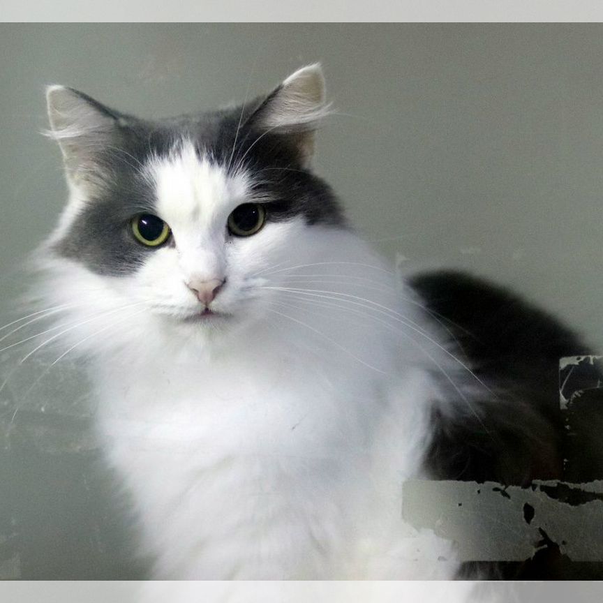 Взрослый кот в добрые руки