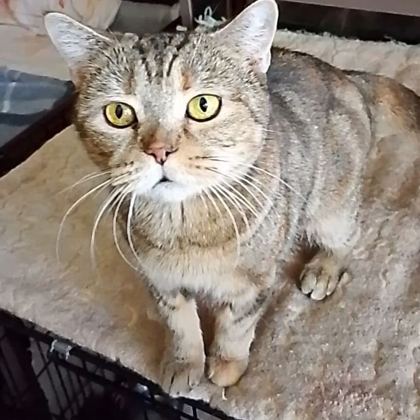 Британская короткошёрстная, взрослая кошка