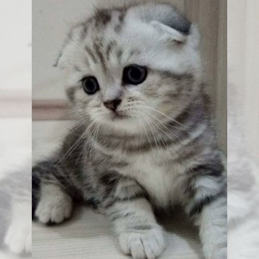 Шотландские котята