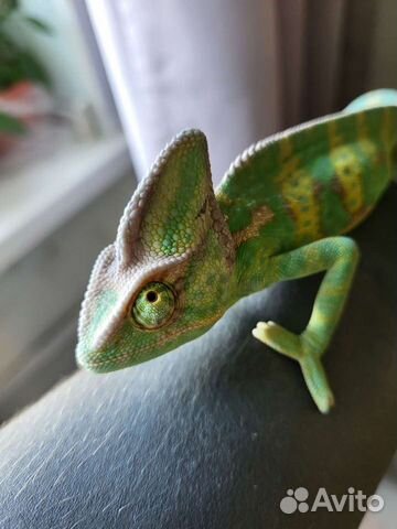 Хамелеон