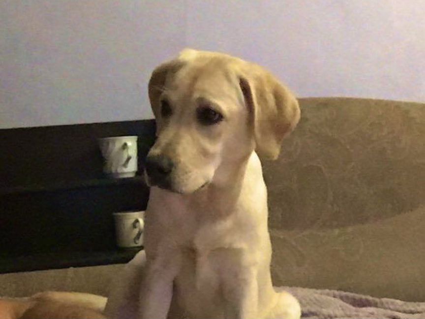 Щенки лабрадора палевые