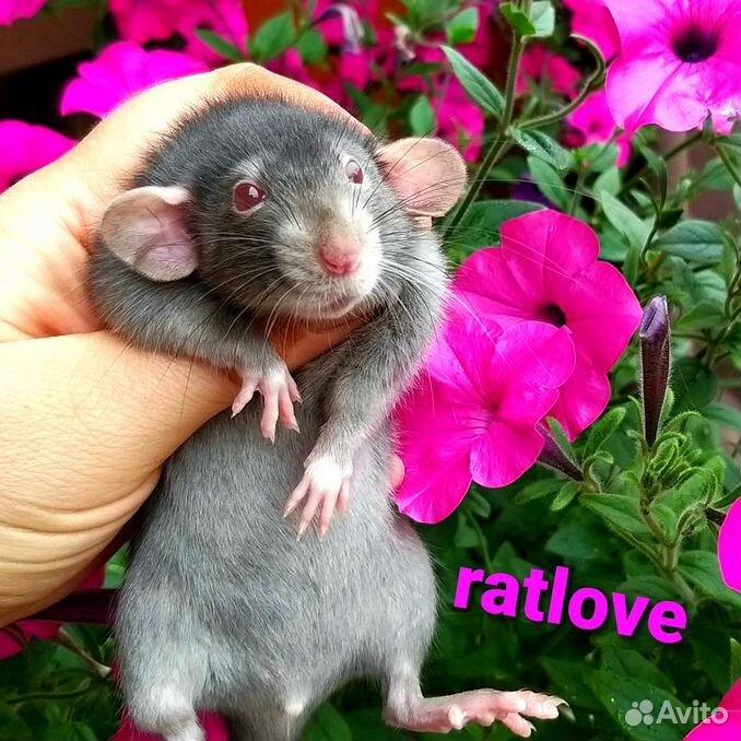 Крысята девочки