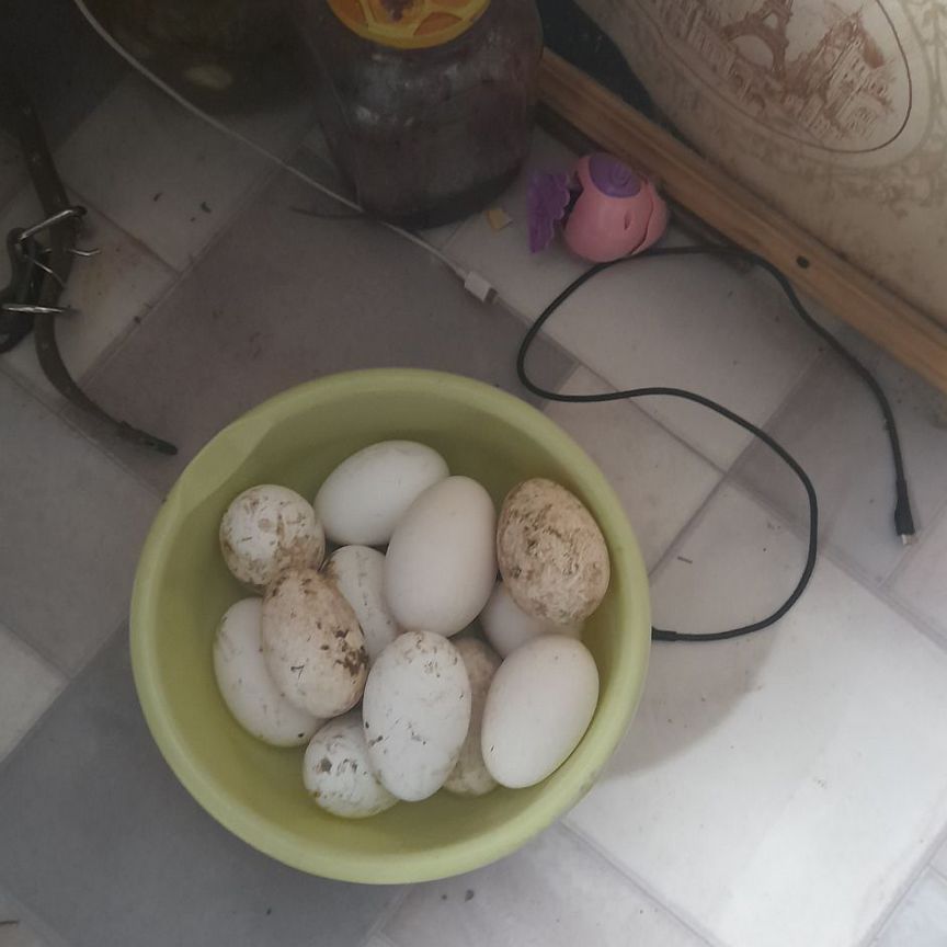 Гусиные яйца домашние