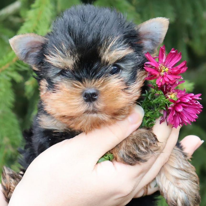 Йоркширский терьер, щенок