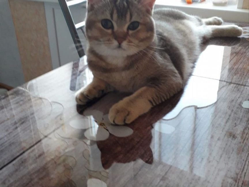 Кот