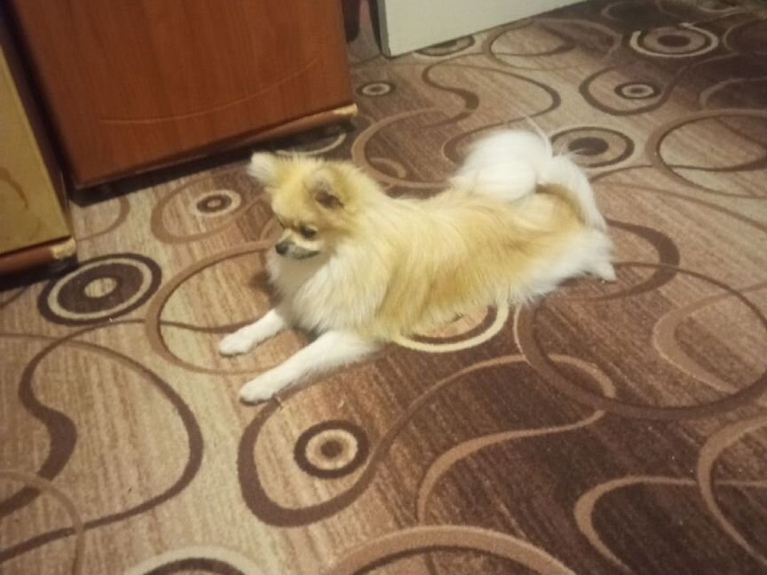 Померанский шпиц вязка