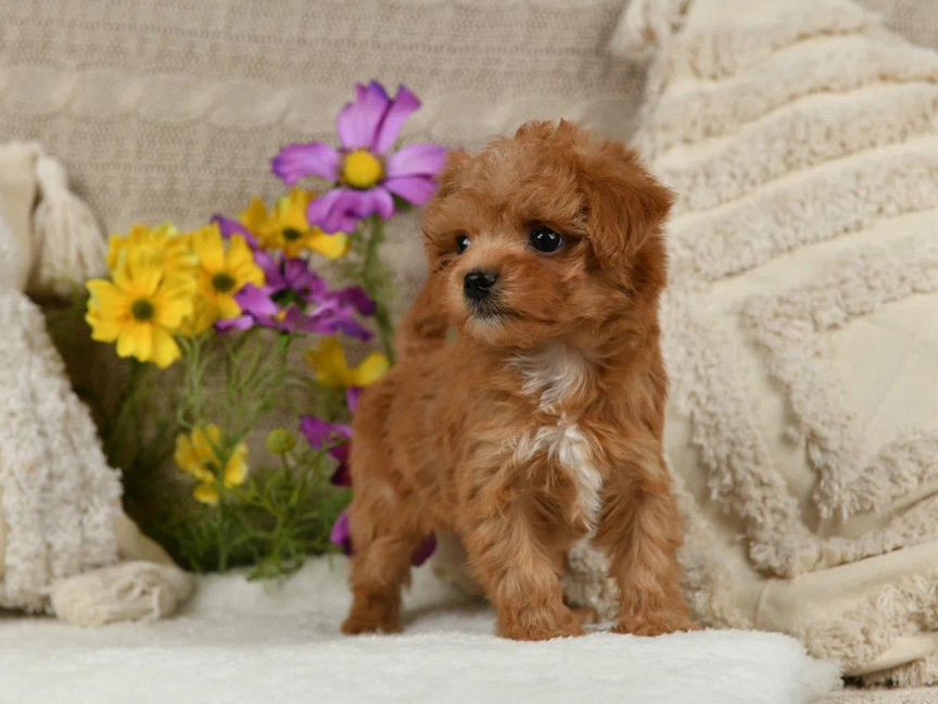 Мальтипу ф1 мини