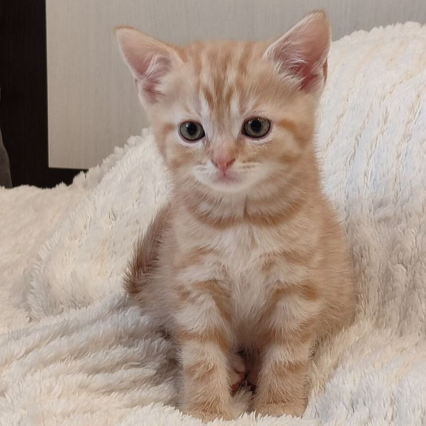 Шотландские прямоухие котята
