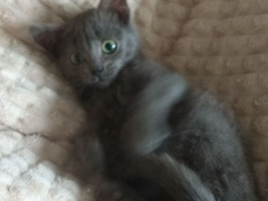 Котёнок в ответственные и добрые руки