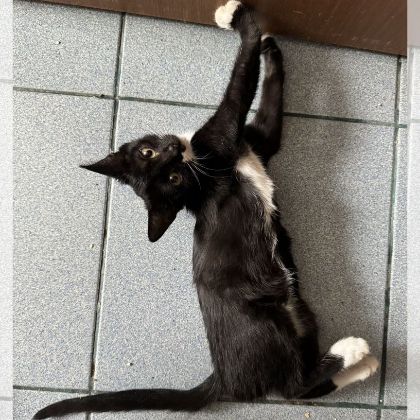 Котенок в добрые руки