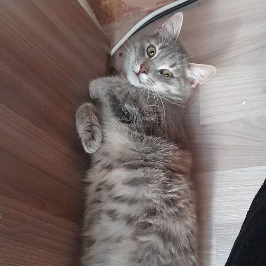 Добрый и веселый Кот Макс