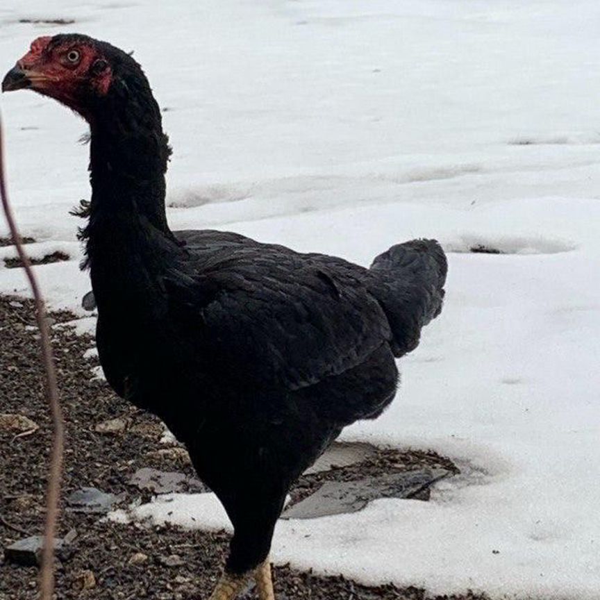 Бойцовская курица хинт