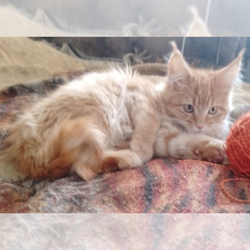 Котята мейн-кун