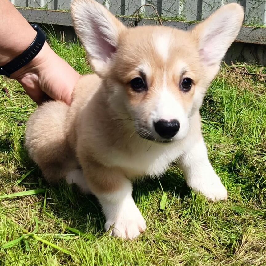 Вельш-корги пемброк щенки