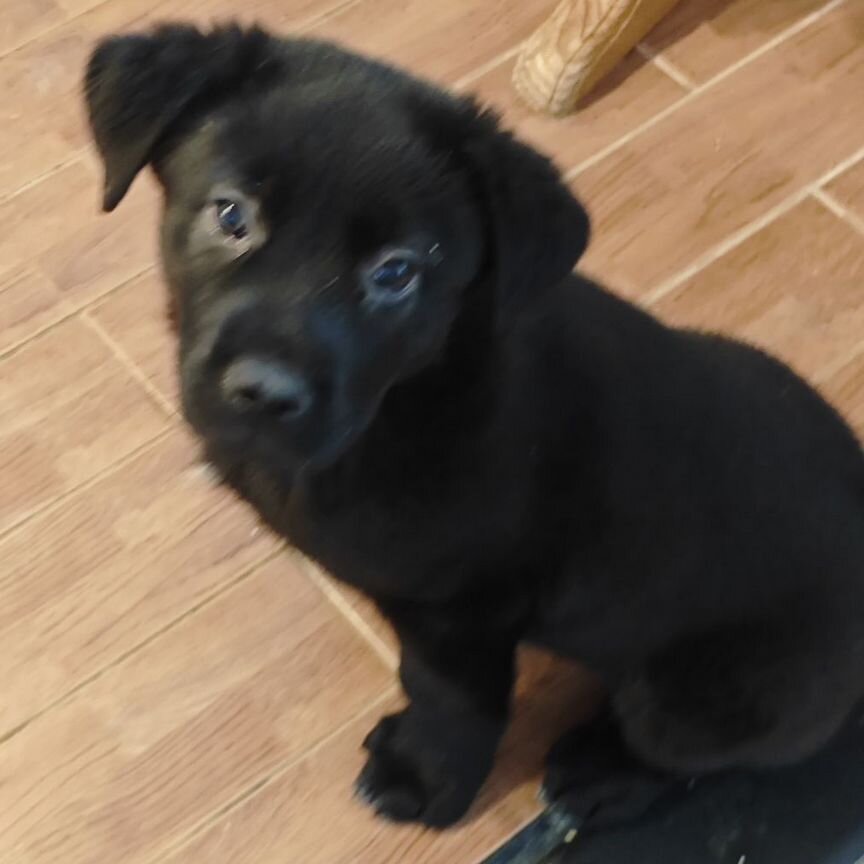 Щенок в добрые руки